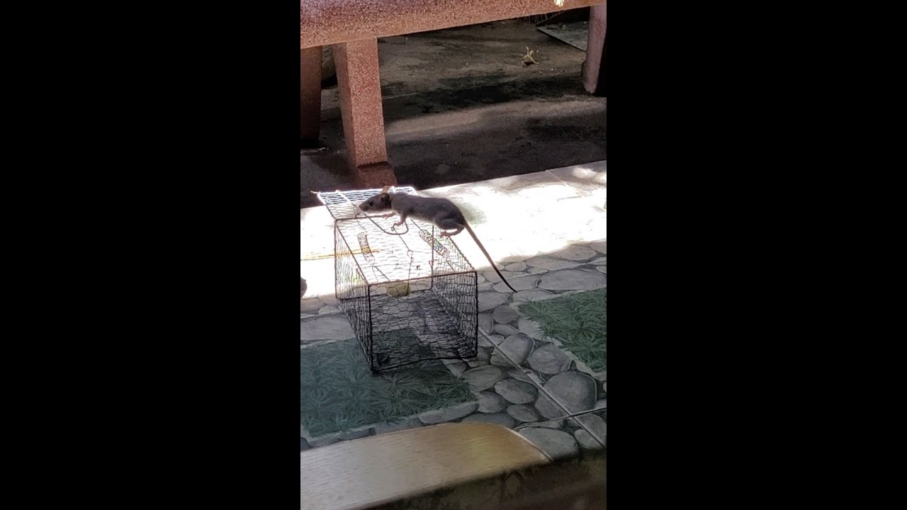 The process of the mouse being trapped - YouTube