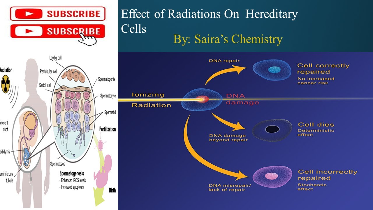 Effects of Radiations on Hereditary Cells/Hereditary cells/Explanation ...