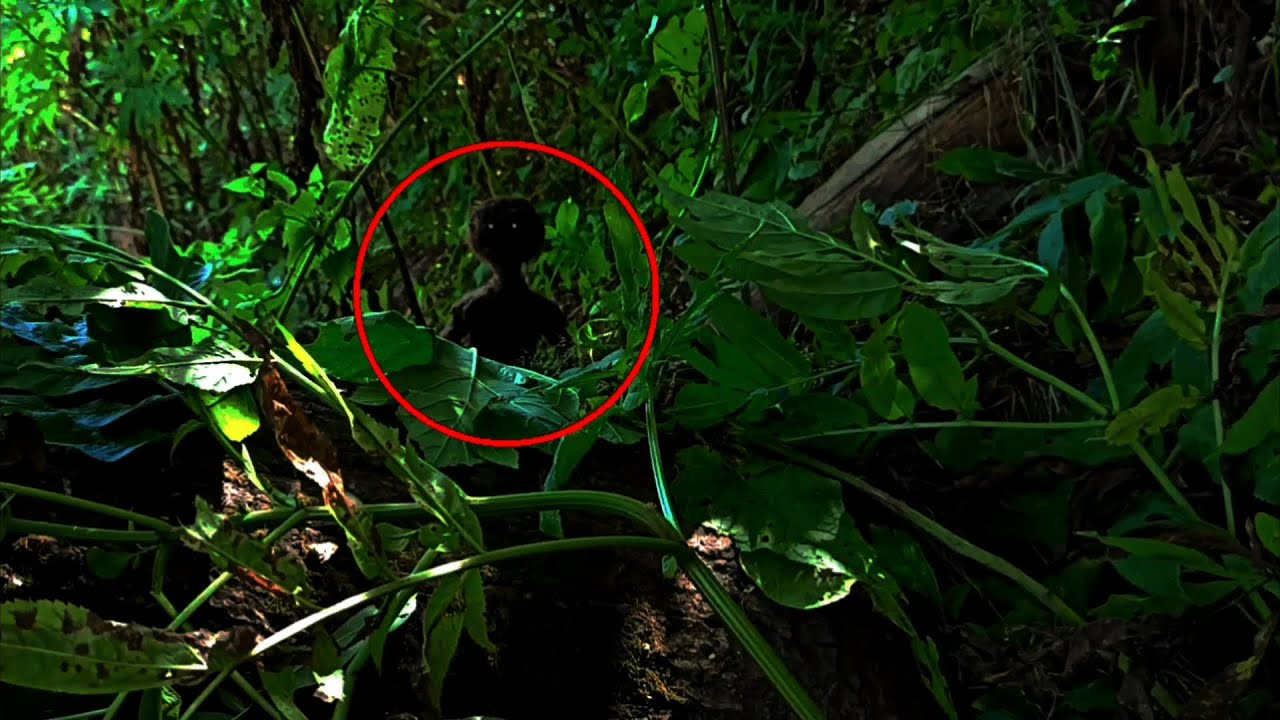 Cryptid caught on camera real - mysterious creature in the forest - YouTube