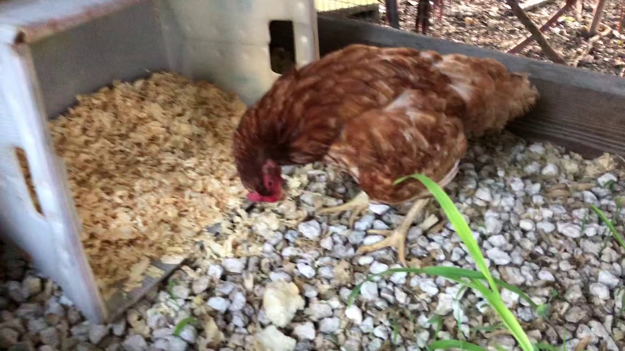 Gallina Red Star en delicado estado de salud video 1 - YouTube