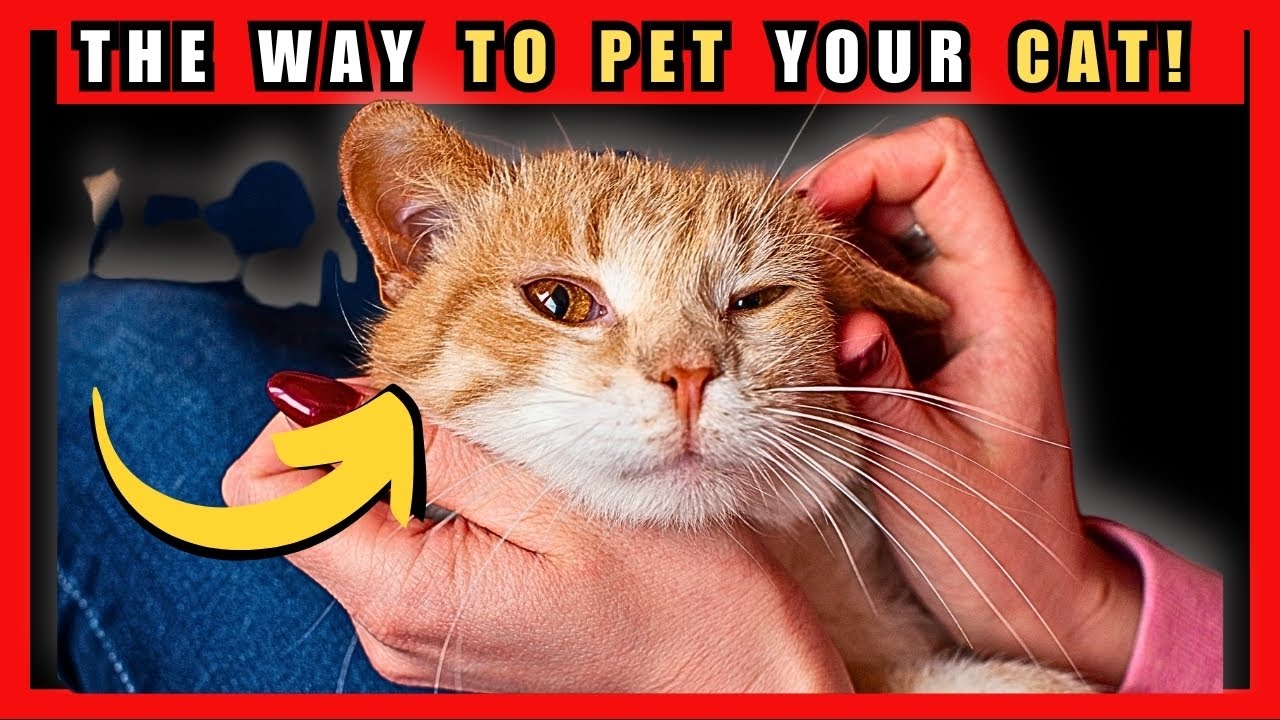 Think Twice The Way To Pet Your Cat Head |YOU Might Be SURPRISED - YouTube
