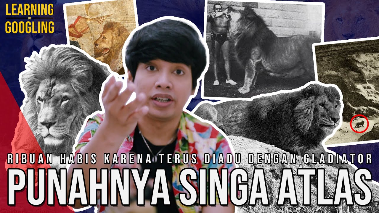 Singa Terbesar Di Dunia Punah Karena Gladiator? Harimau Jawa Juga ...