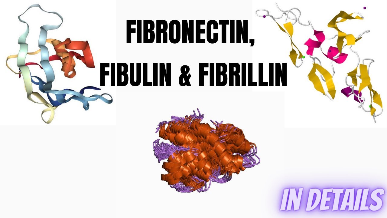 Fibrillin, Fibronectin & Fibulin in details. All types of protein part ...