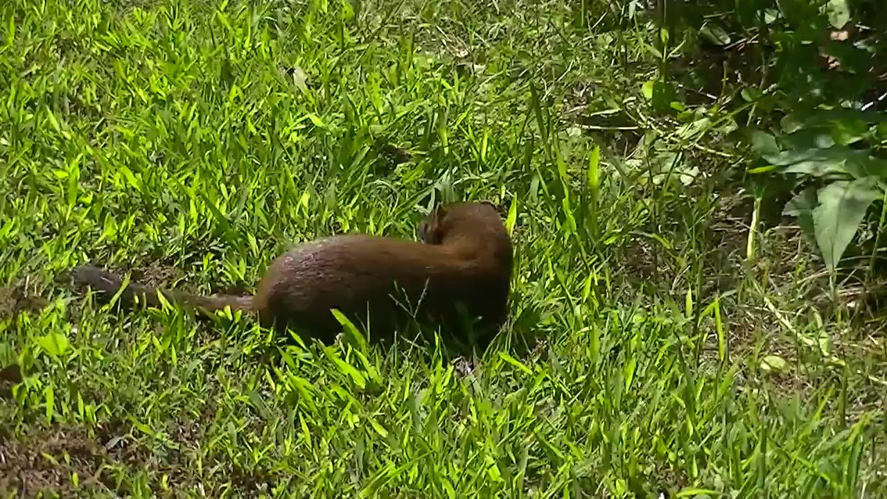 Arkansas Mink - YouTube