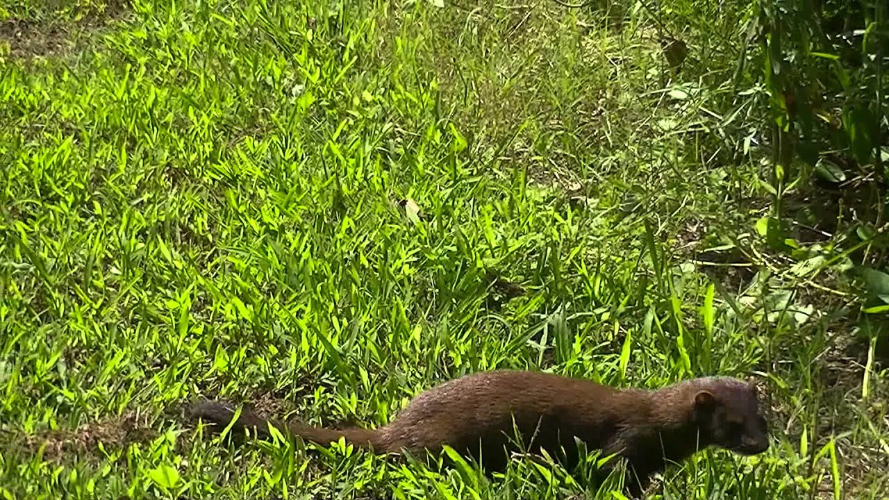 Arkansas Mink - YouTube