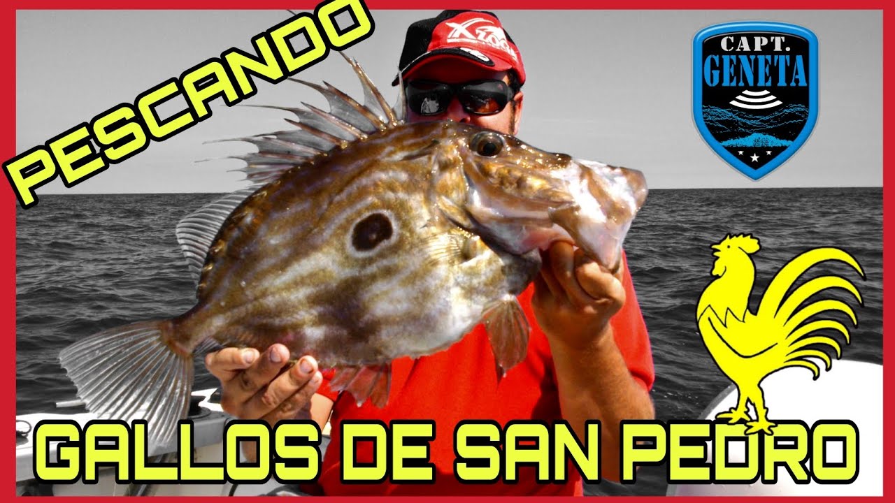 PESCA del GALLO de SAN PEDRO (con Pedro Carbonell) GENT de la MAR - YouTube
