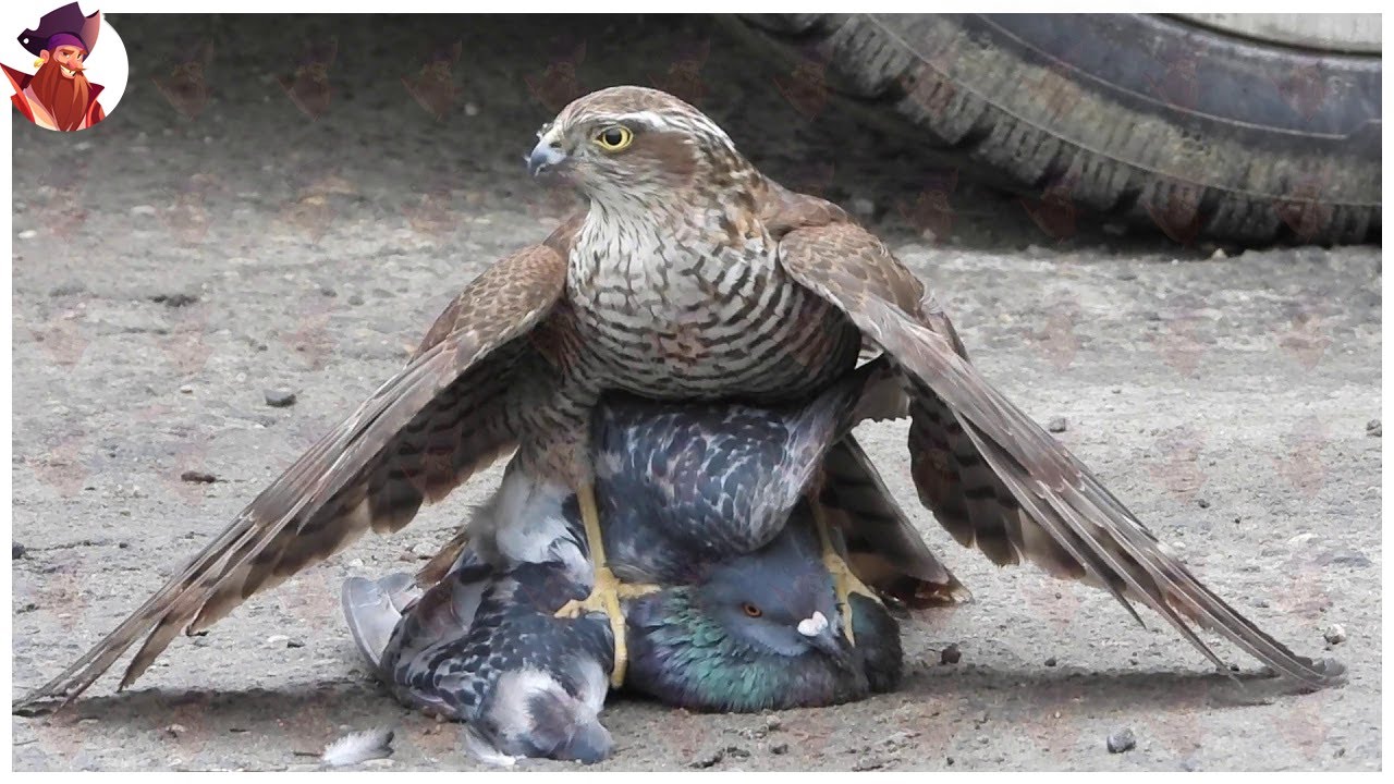 Los 14 mejores ataques de halcón capturados por la cámara - YouTube