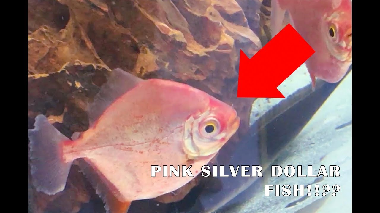 PINK SILVER DOLLAR FISH?!! At Indonesia Pet Show 2019 visit for EXOTIC ...