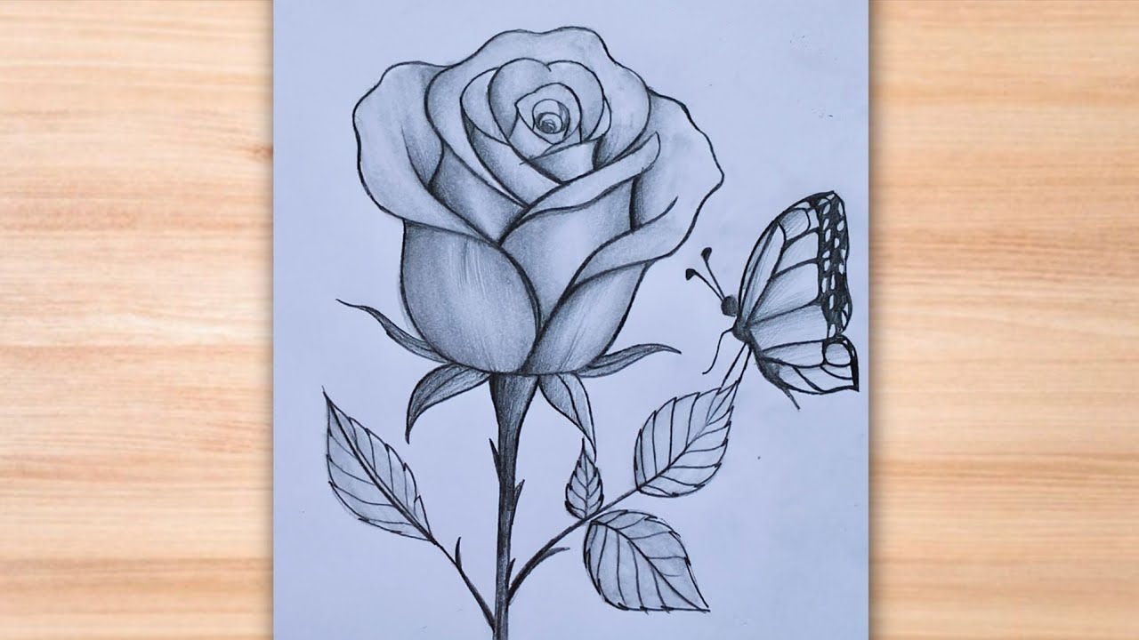 How to draw a butterfly on the rose - pencil sketch for beginners|Rose ...