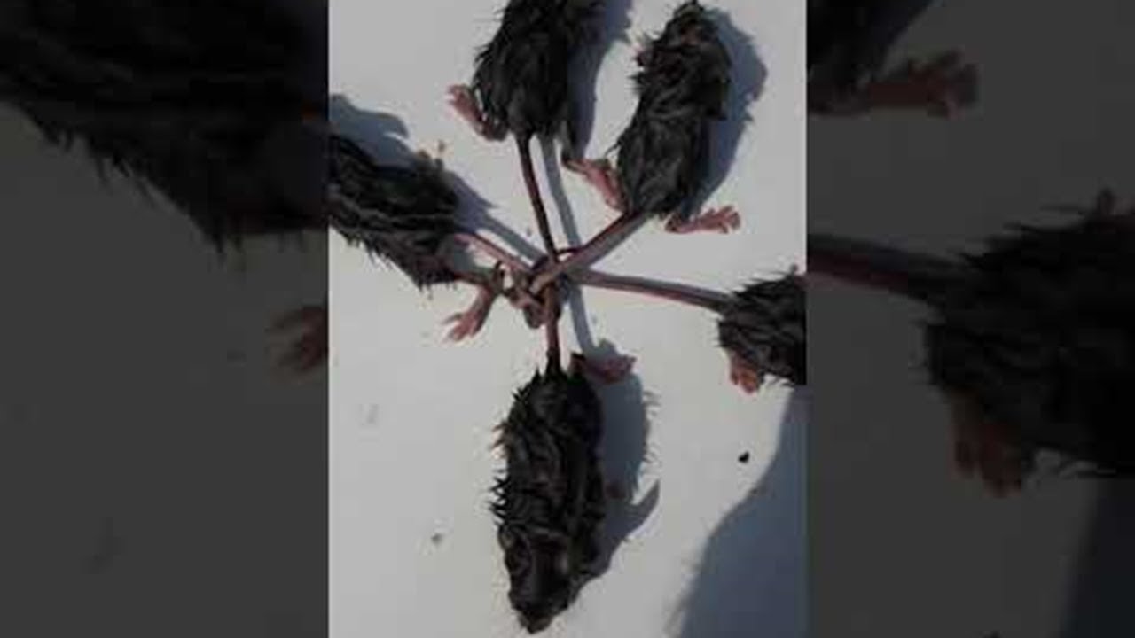 Field Mice Found With Tangled Tails || ViralHog - YouTube