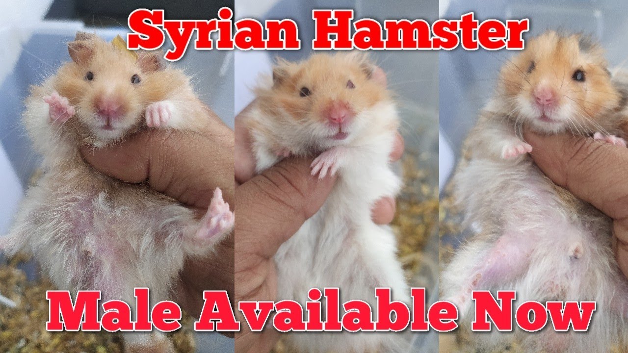 Syrian Long Hair Hamster Available Now | Syrian Hamster Price In ...