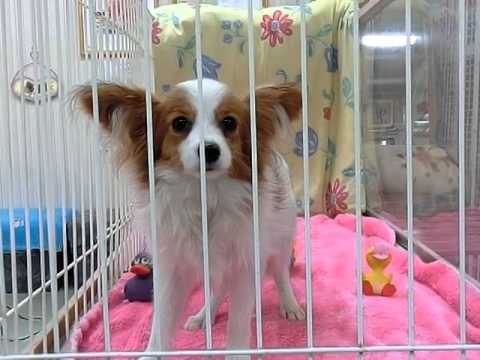 0202パピヨン仔犬norton f2 - YouTube