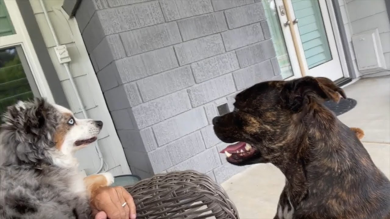 Unexpectedly Playful: Watch These Dogs' First Visit Without Mom! - YouTube