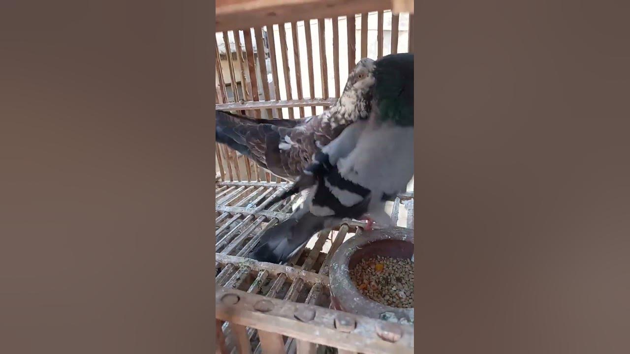 الحمام قبل الجواز😳 Youtube