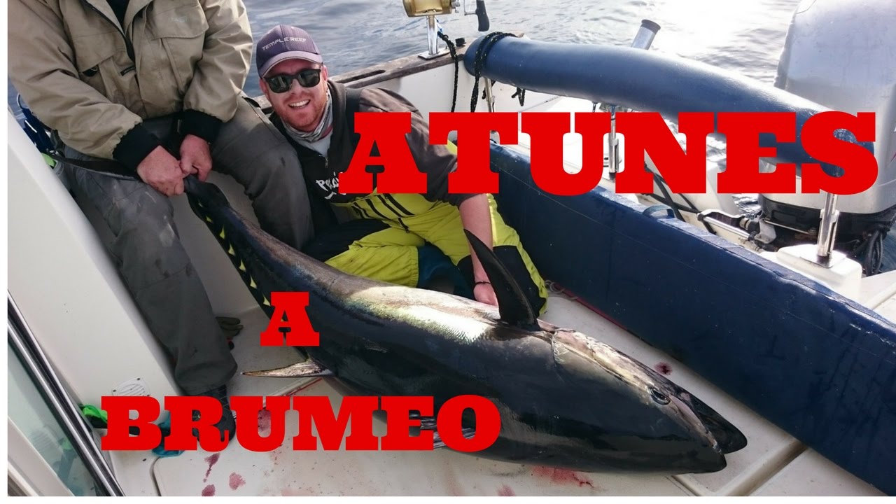 Atunes a brumeo en el delta del Ebro - YouTube