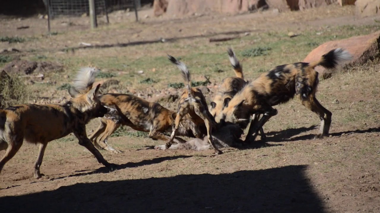 Wild Dogs at Dubbo Zoo - YouTube