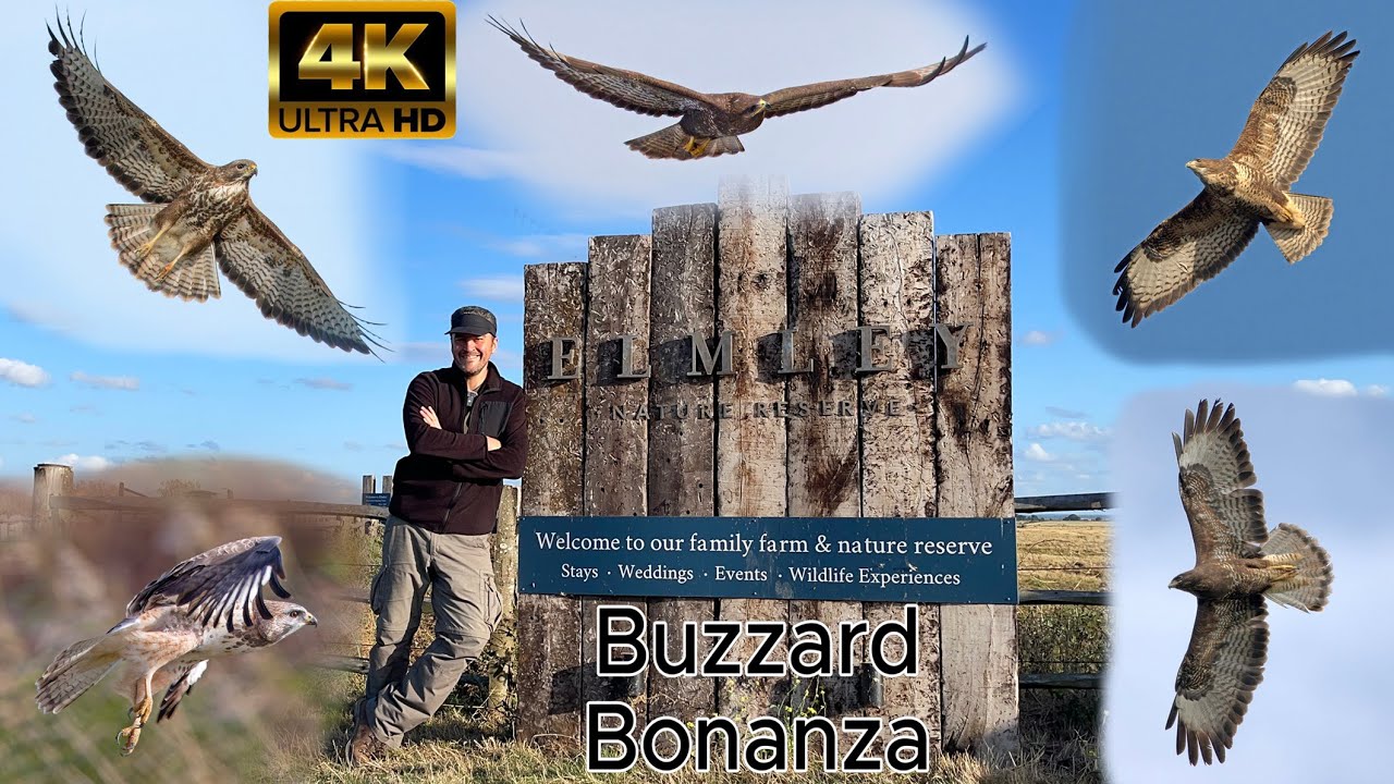 Buzzard Bonanza at Elmley Nature Reserve. Canon R7 & RF 200-800mm. 4K ...