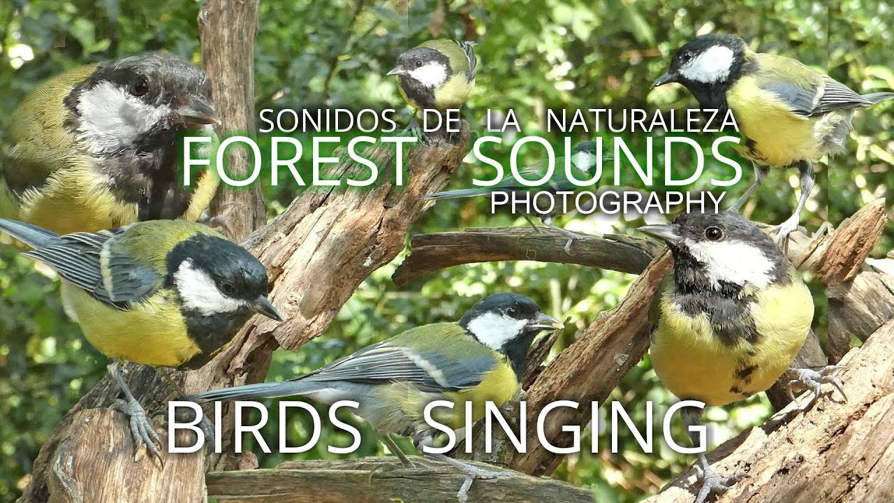 🎧 FOREST SOUNDS AND PHOTOGRAPHY. BIRDS SINGING.GREAT TIT/PARUS MAJOR ...