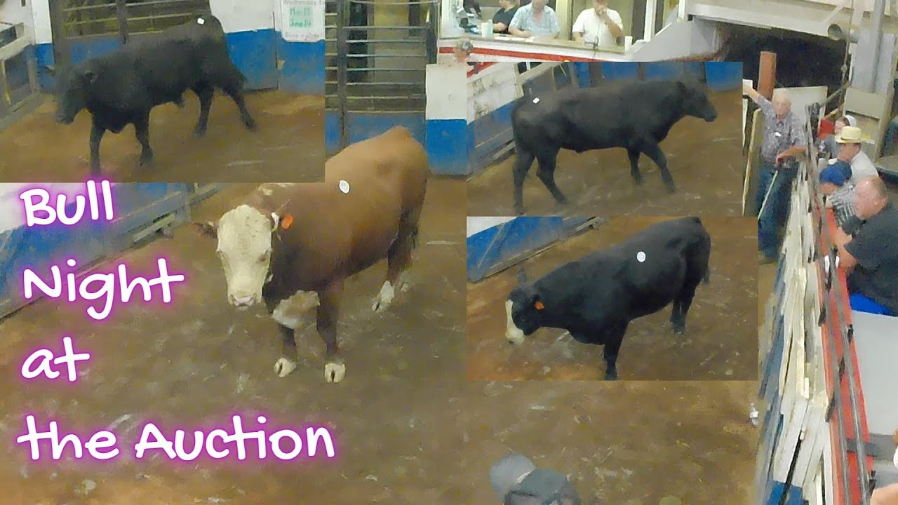 Bull Night at the Livestock Auction - YouTube