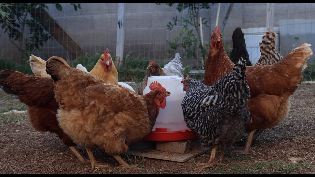 Peaceful Hen sounds - YouTube