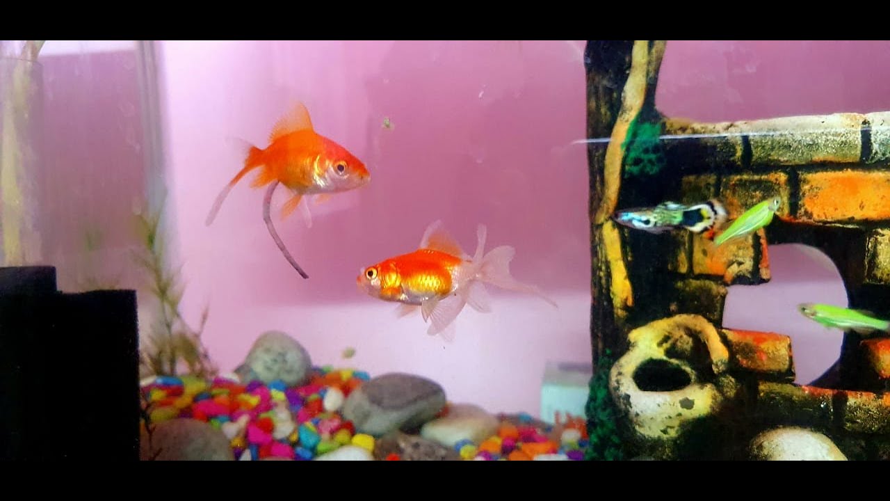 ETSR: Goldfish with a long string of poop !!! | Aquarium - YouTube