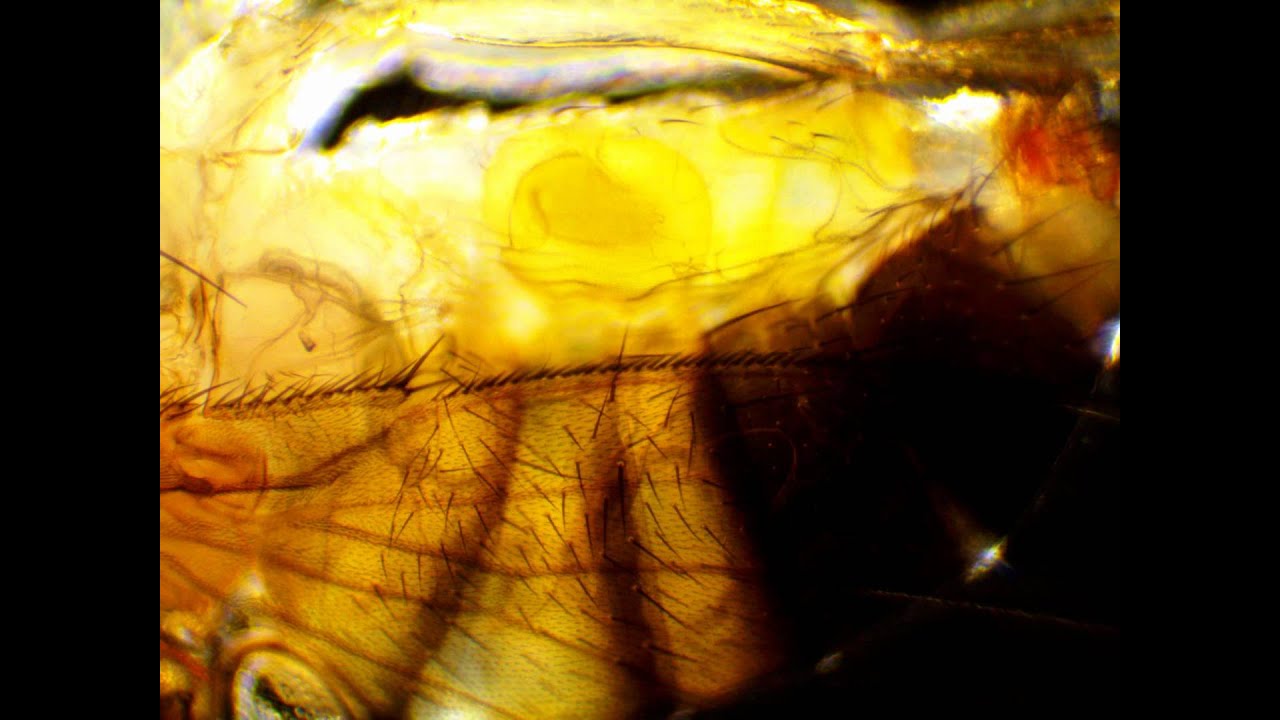 AmScope - MU1000 Microscope Camera Test sample - YouTube