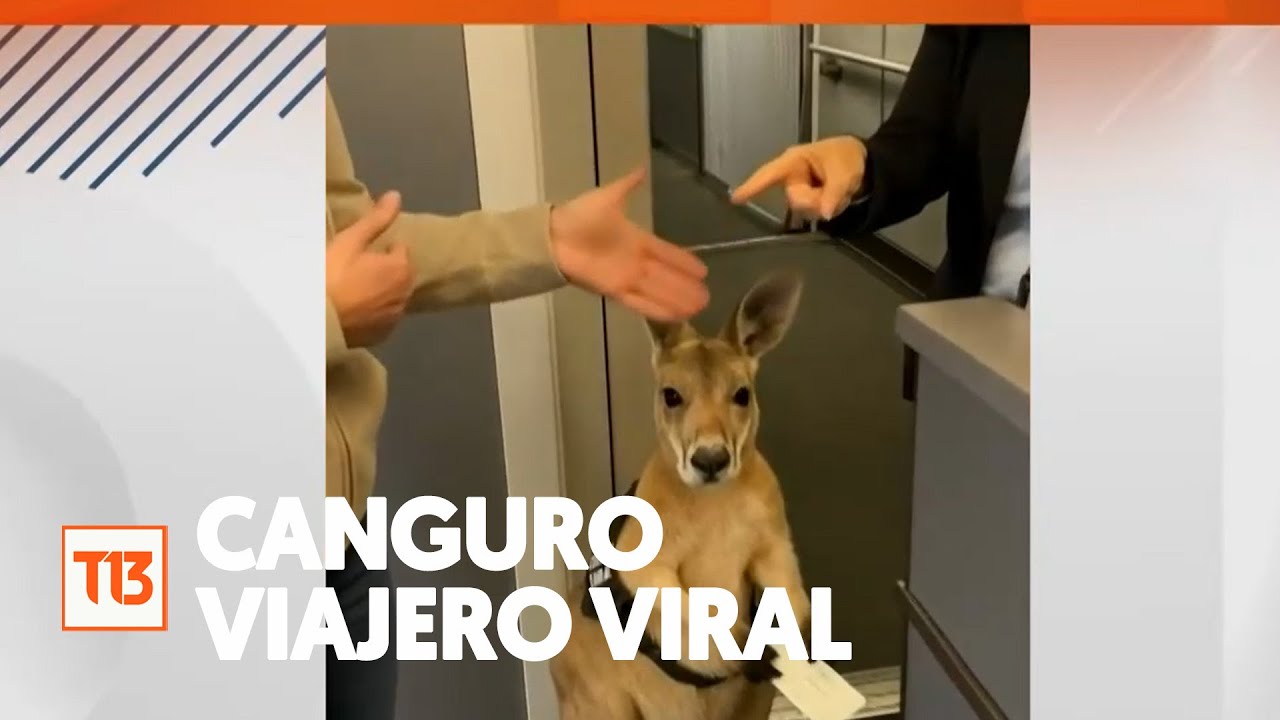 Canguro viajero hecho con IA es viral: ¿Qué es real en internet? - YouTube