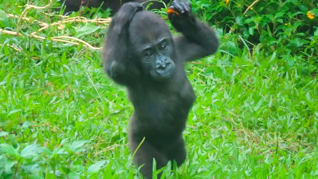 金剛寶寶Ringo趴在媽媽腿上👶🏻🦍Baby gorilla Ringo lying down mama's leg - YouTube