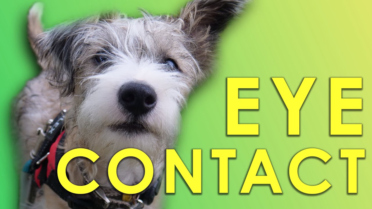 How To Train Your Dog To Make Eye Contact | Training Tips | RL Dog ...