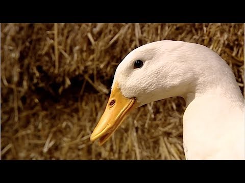What's Up Ducks? – Big Barn Farm FULL EPISODE on ZeeKay Junior