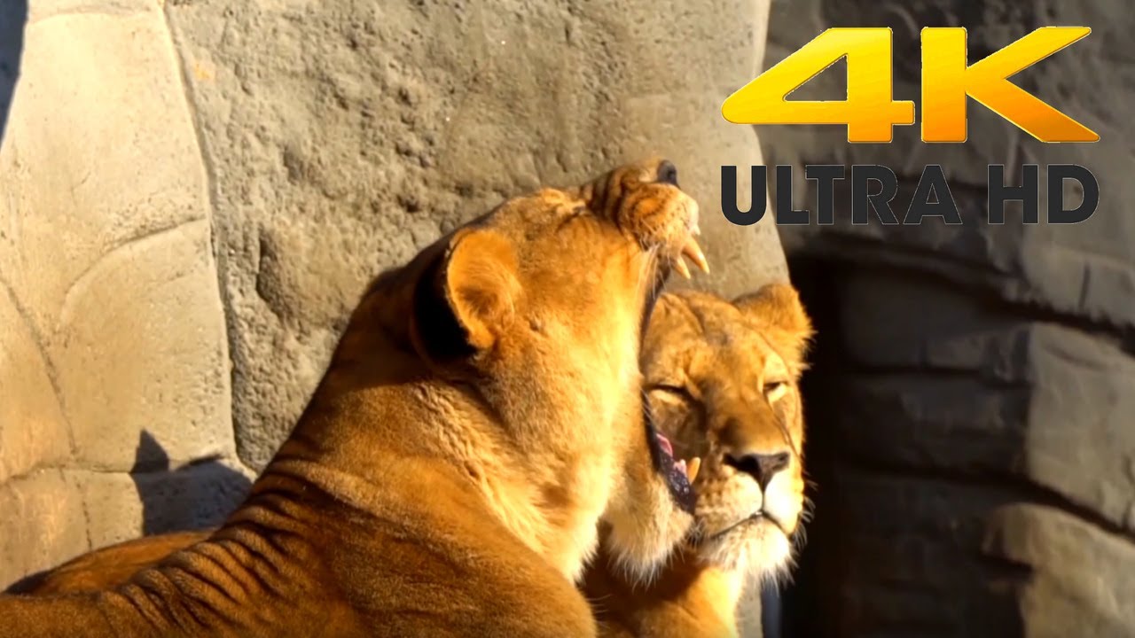 The Best Lion King Moment after Sleep 4K UHD Video - YouTube