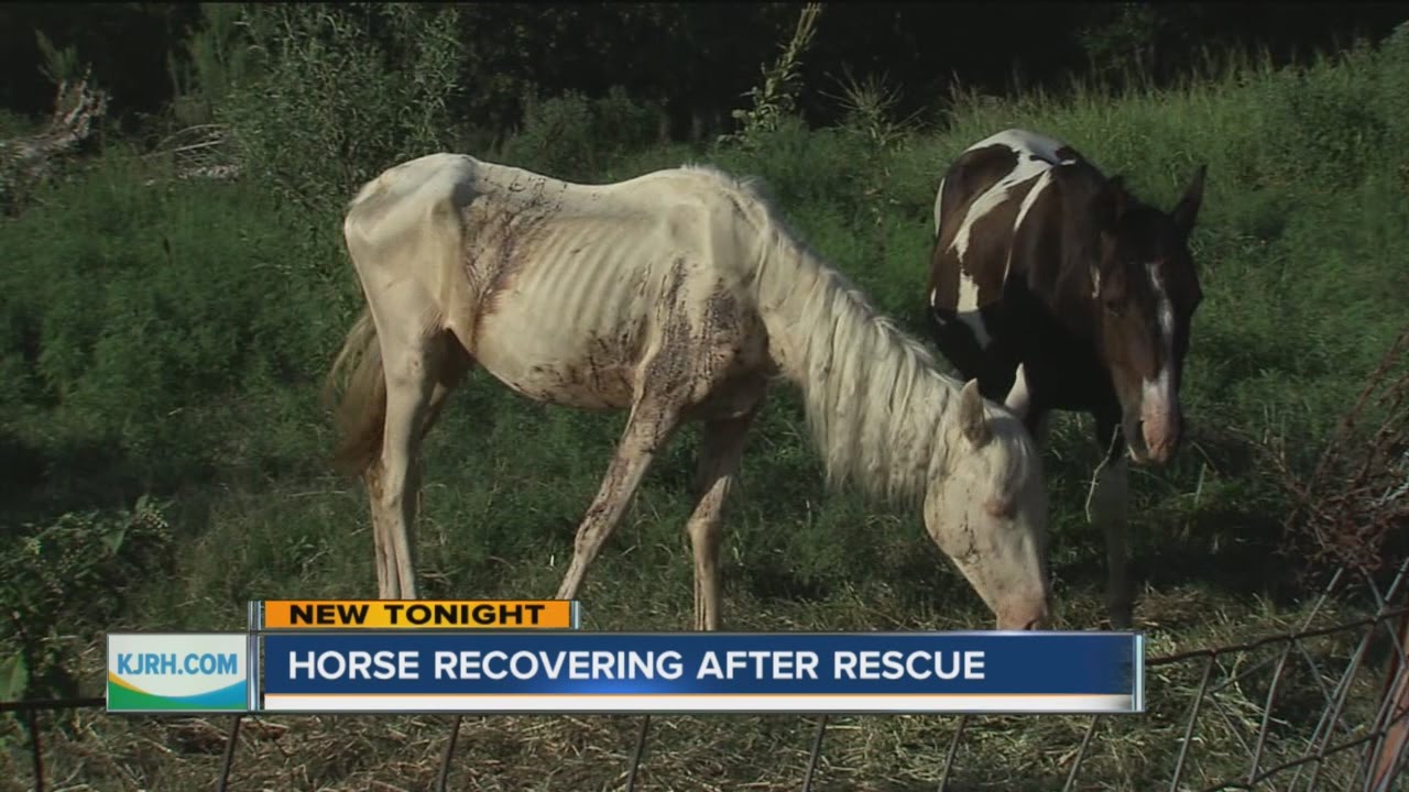 Horse Recovering After Rescue - YouTube