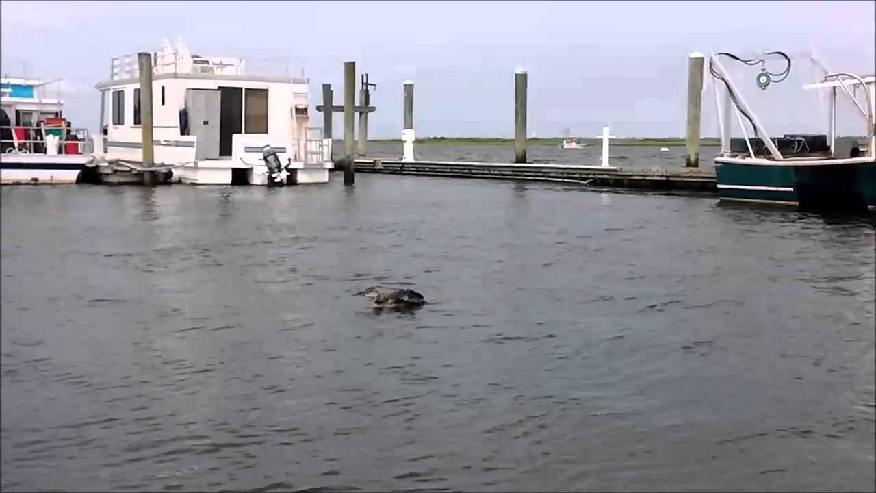 loon movie margate july 30, 2015 - YouTube