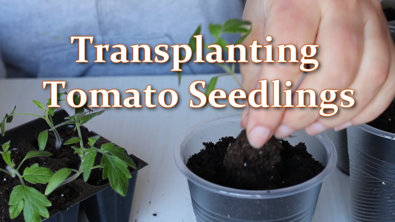 Transplanting Tomato Seedlings in this way: How to Transplant Tomatoes ...