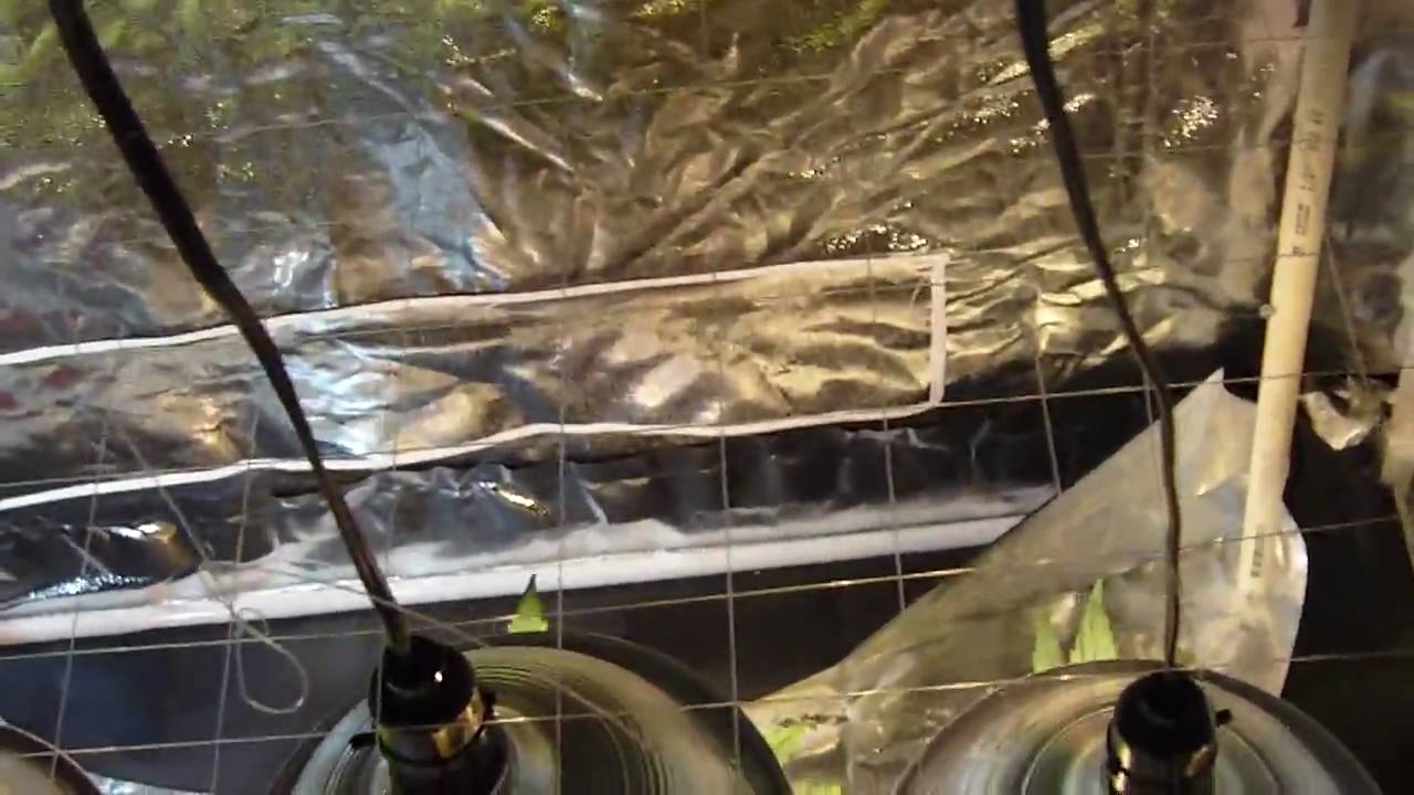 chocolope 7 weeks into flower - YouTube