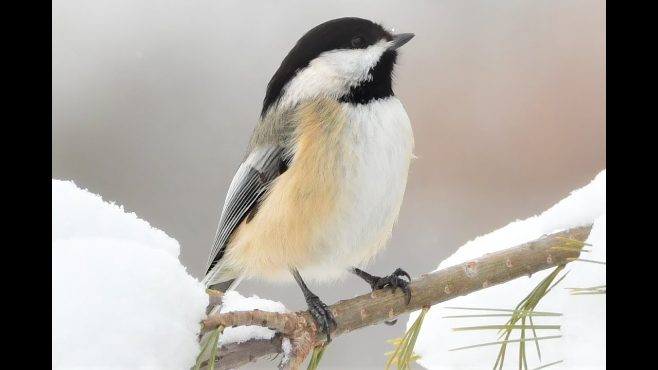 Cute! Black-capped Chickadee! Chickadee Behavior; Footage and Photos ...