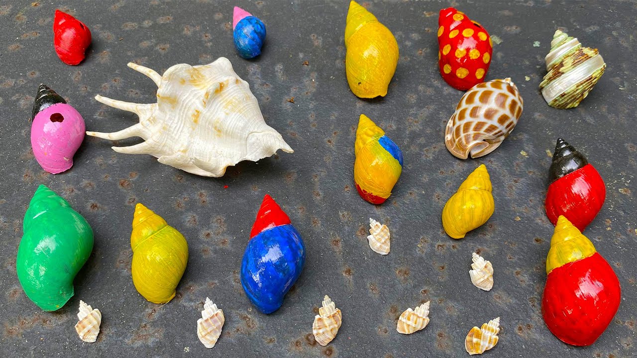 Mencari Siput Warna Warni, Siput Pelangi, Siput Zebra, Siput Macan ...