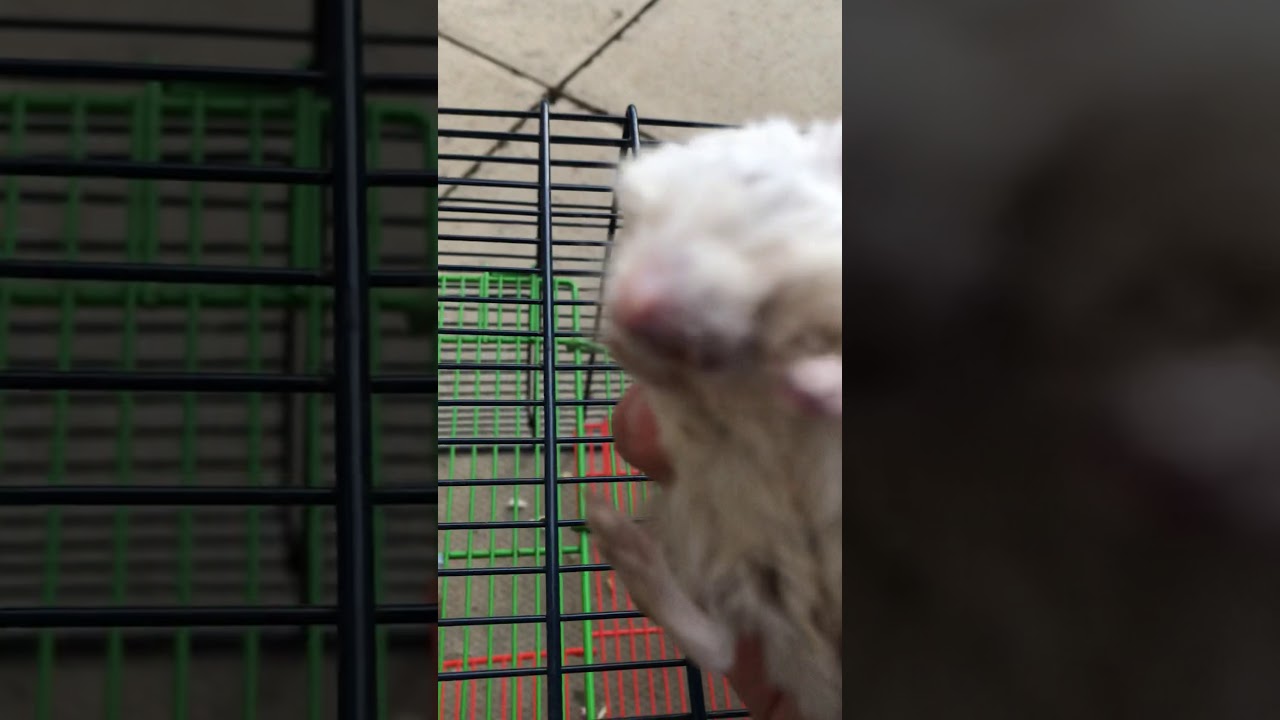 My gerbil died today - YouTube