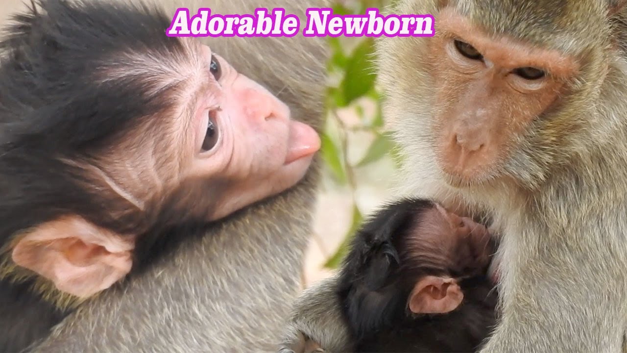 Gorgeous Newborn baby 2020, Baby Goldie Alert look so Cutest and ...