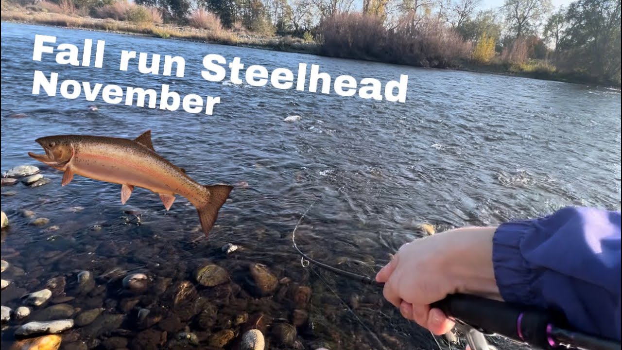 Fall run steelhead American river - YouTube