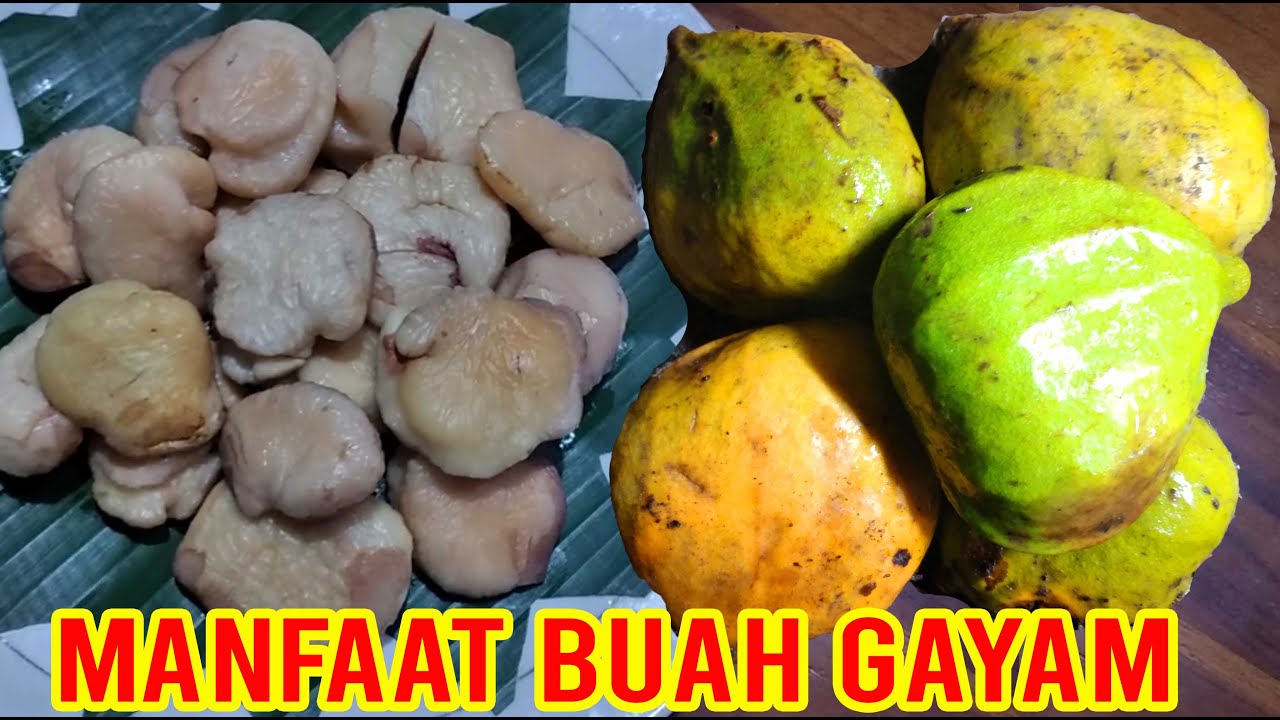 MANFAAT BUAH GAYAM / BUAH GENDERUWO YANG KINI LANGKA - YouTube