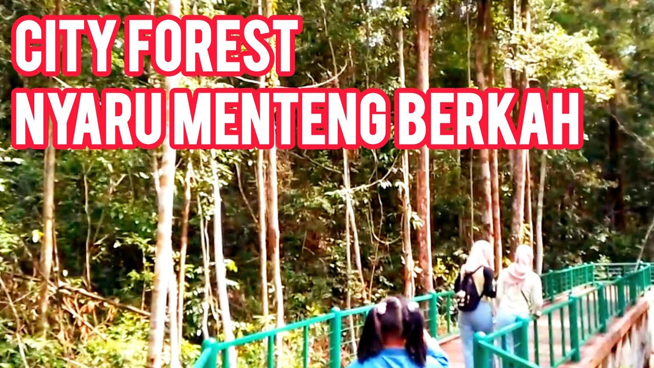 CITY FOREST NYARU MENTENG BERKAH TANGKILING - YouTube