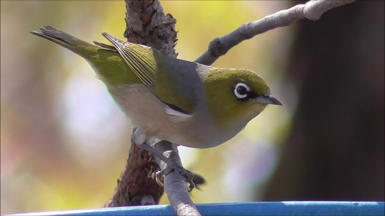 The first day of spring 2019 - YouTube