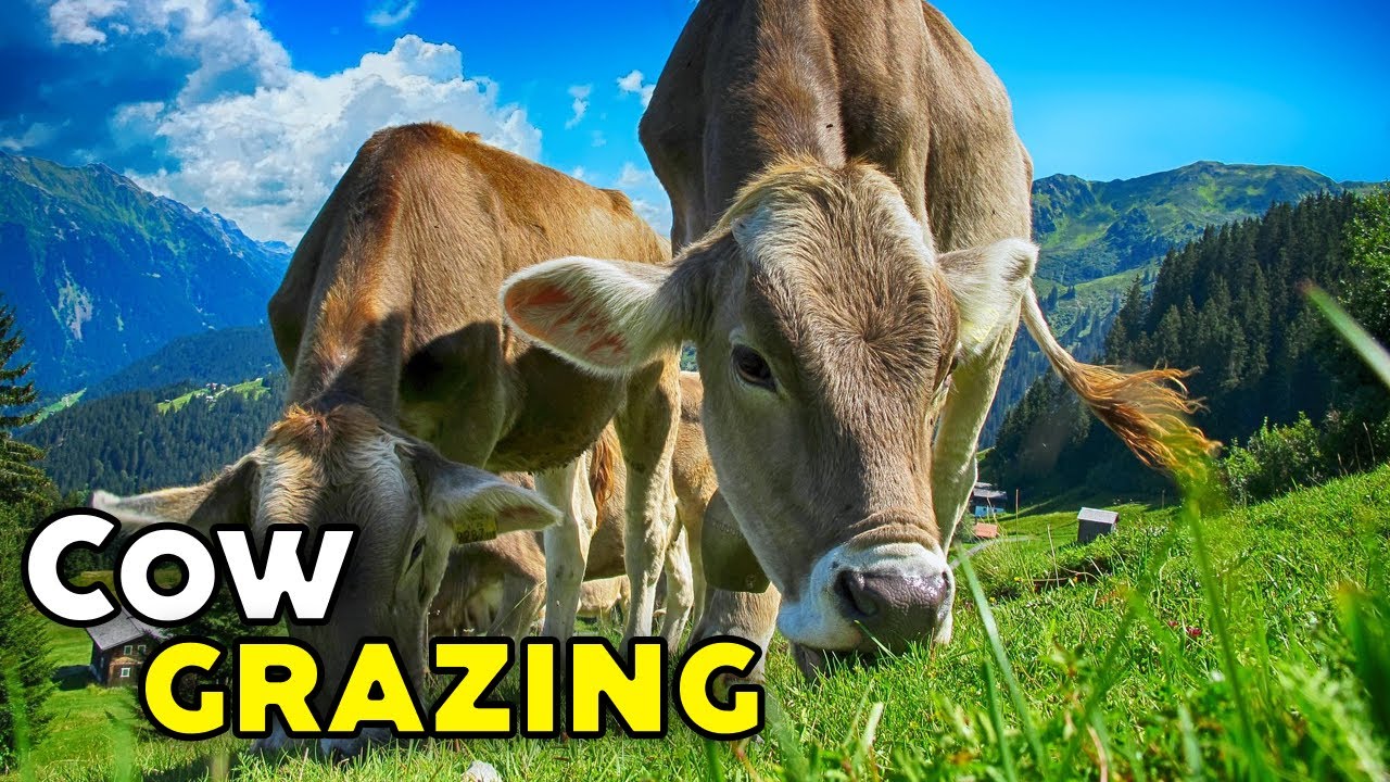 Cows mooing & grazing in a field 🌿 (4K) Cow videos ver.2 🐮🐄 Nature ...