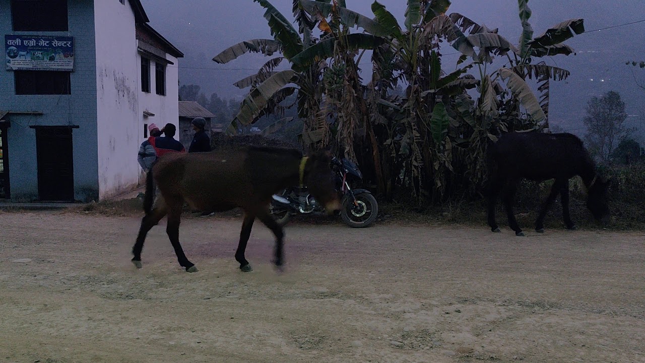 You know donkey style !! this is what it is. - YouTube