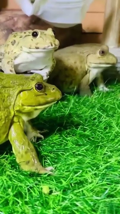 Frogs said don’t touch me 😁😁Warriors frogs & best fighter frogs#shortvideo - YouTube