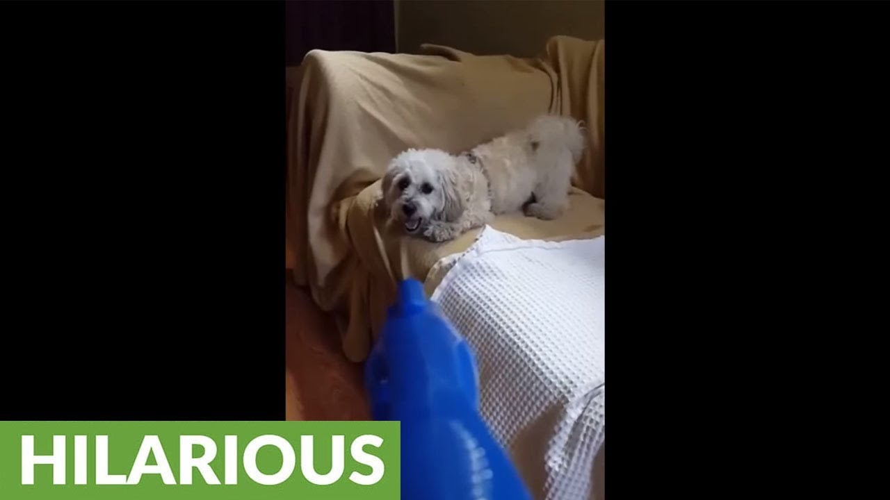 Puppy training or epic fail? - YouTube
