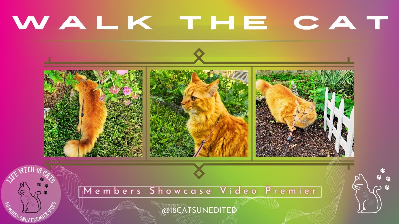 Walk The Cat | For Members, From Members | Life With 18 Cats - YouTube