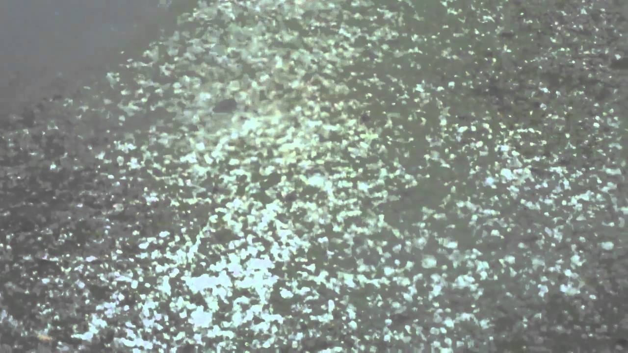 Hail in Savannah, Georgia - YouTube