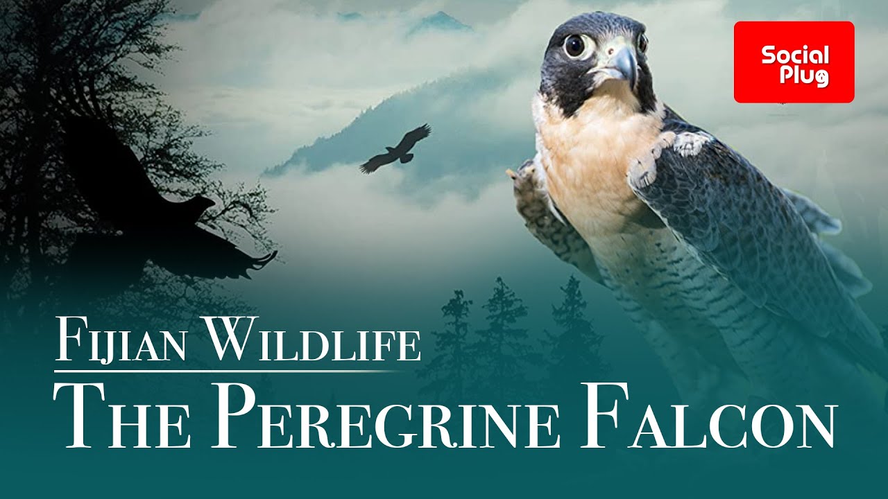 Fijian Wildlife - The Peregrine Falcon - YouTube